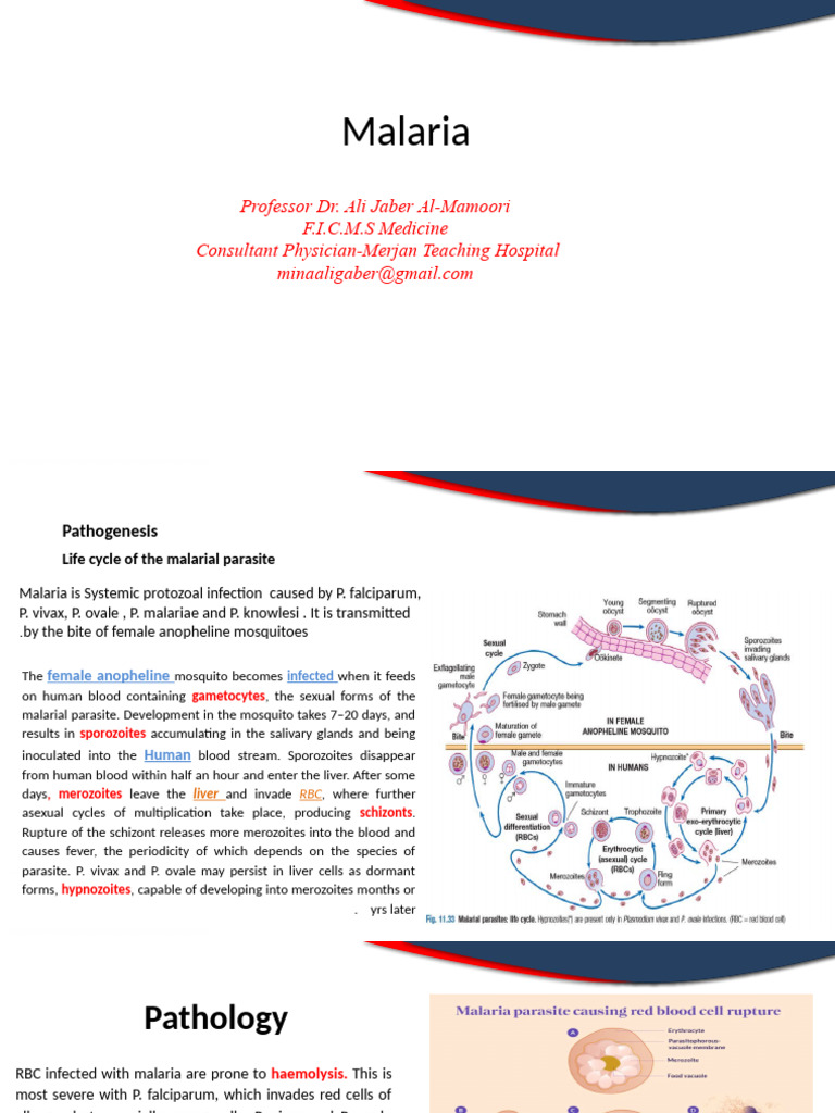 13 Malaria | PDF | Malaria | Plasmodium Falciparum