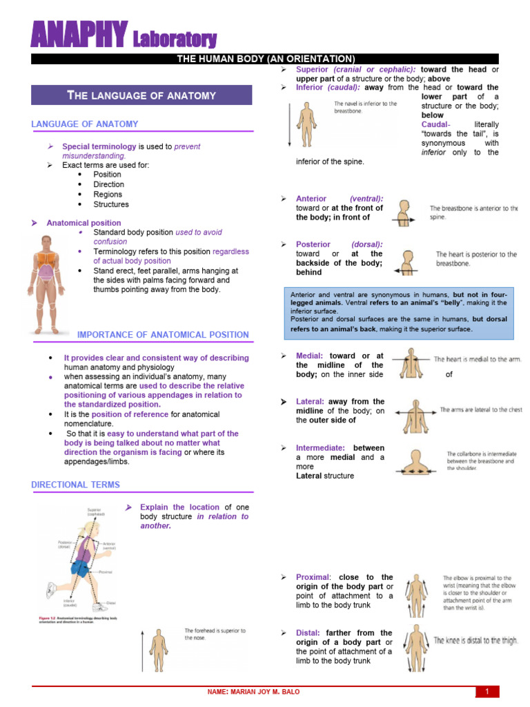 ANAPHY Reviewer of Anatomy | PDF | Anatomical Terms Of Location | Anatomy