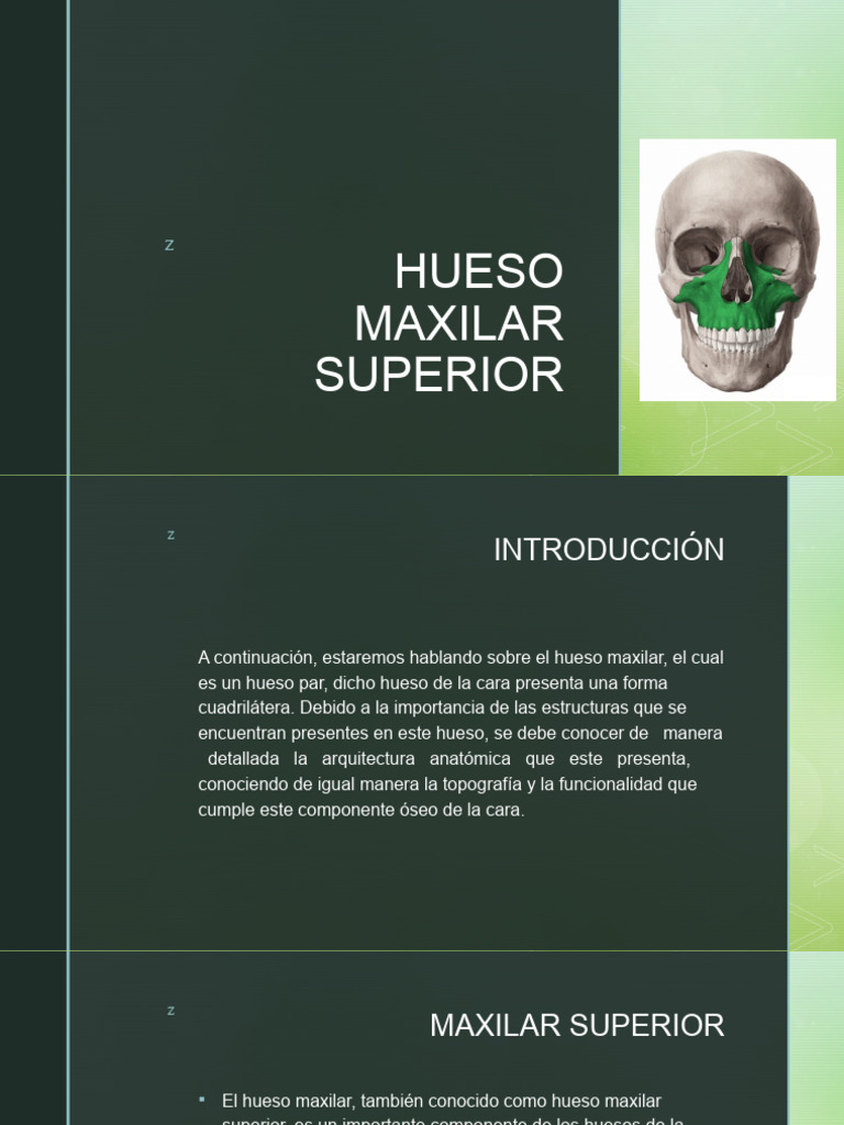 HUESO MAXILAR SUPERIOR Powerpoint | PDF | Anatomía | Sistema ...