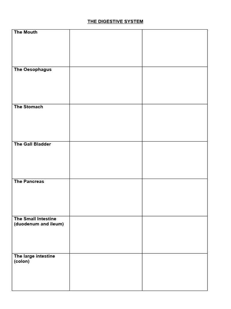 Overview of the Digestive System | PDF