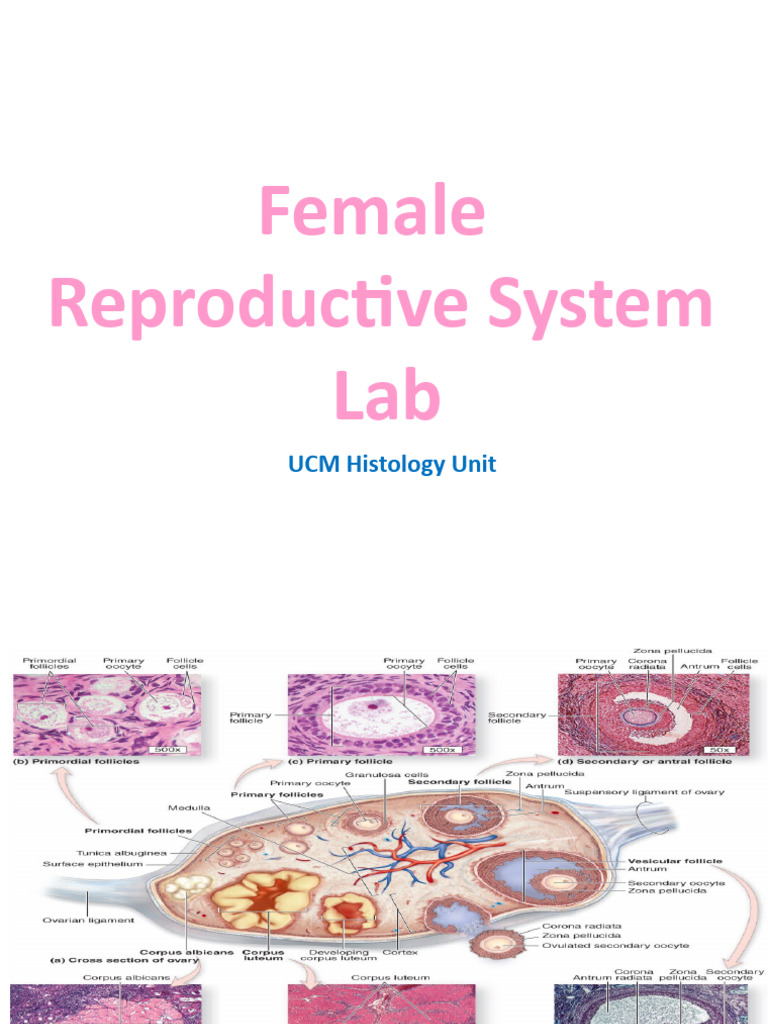 Lab 2 Female Reproductive System | PDF