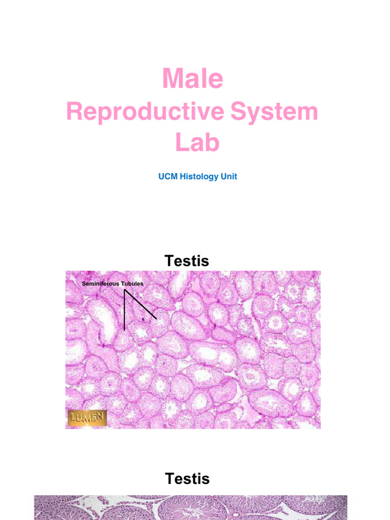 Lab 1 Male Reproductive System | PDF