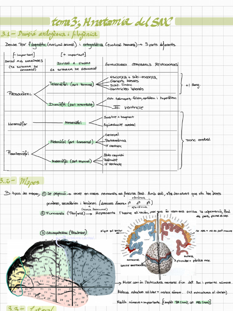 3 Anatomia SNC | PDF
