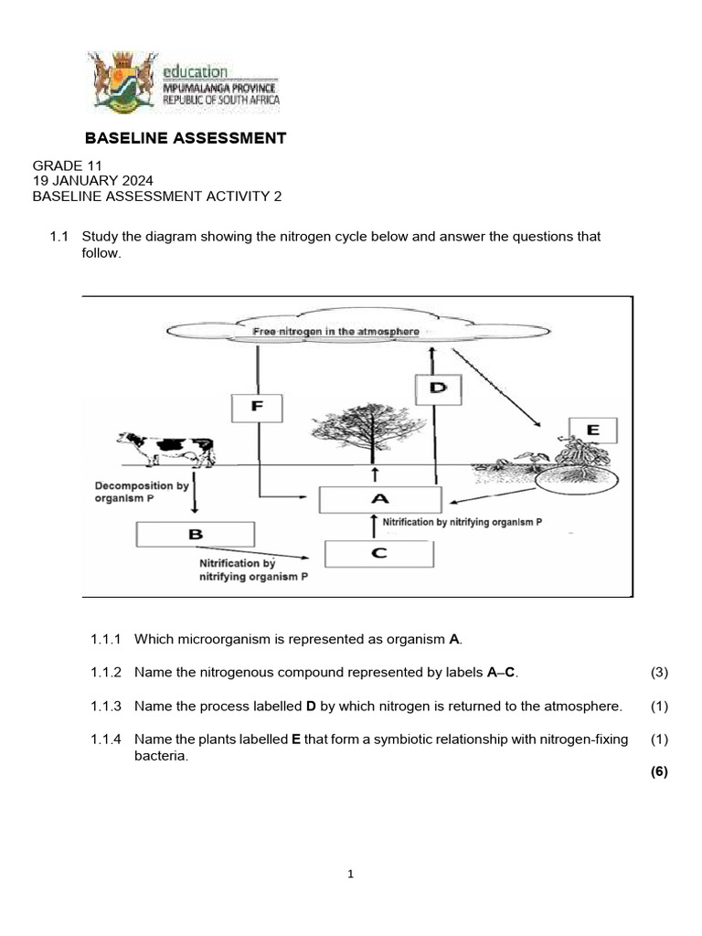 Baseline Assessment Activity 2 Grade 11 | PDF | Plants | Carbon Dioxide