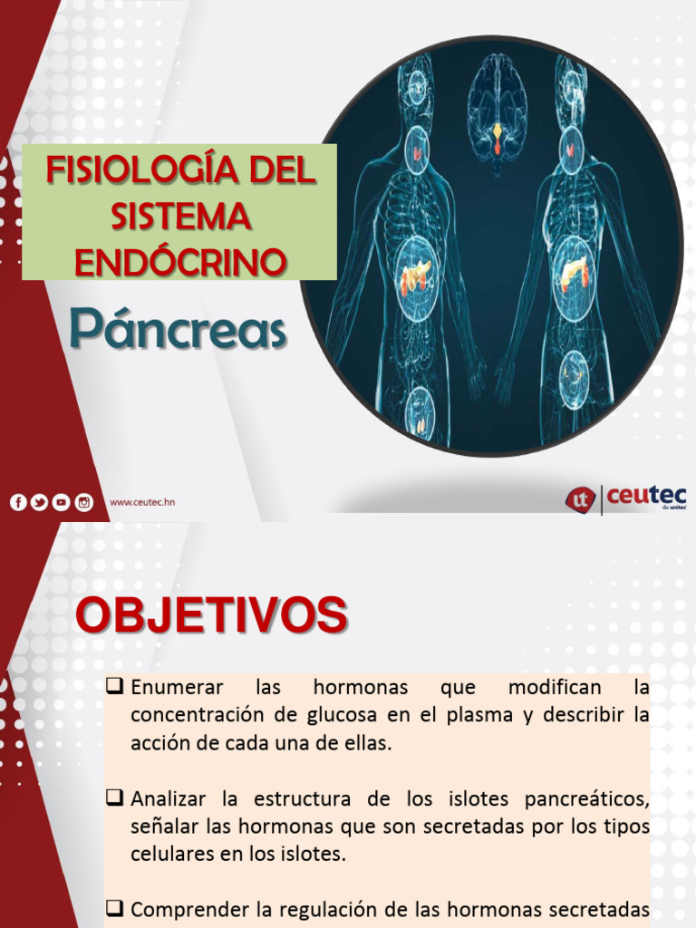 Hormonas y Funciones del Páncreas Endocrino | PDF | Insulina | Páncreas