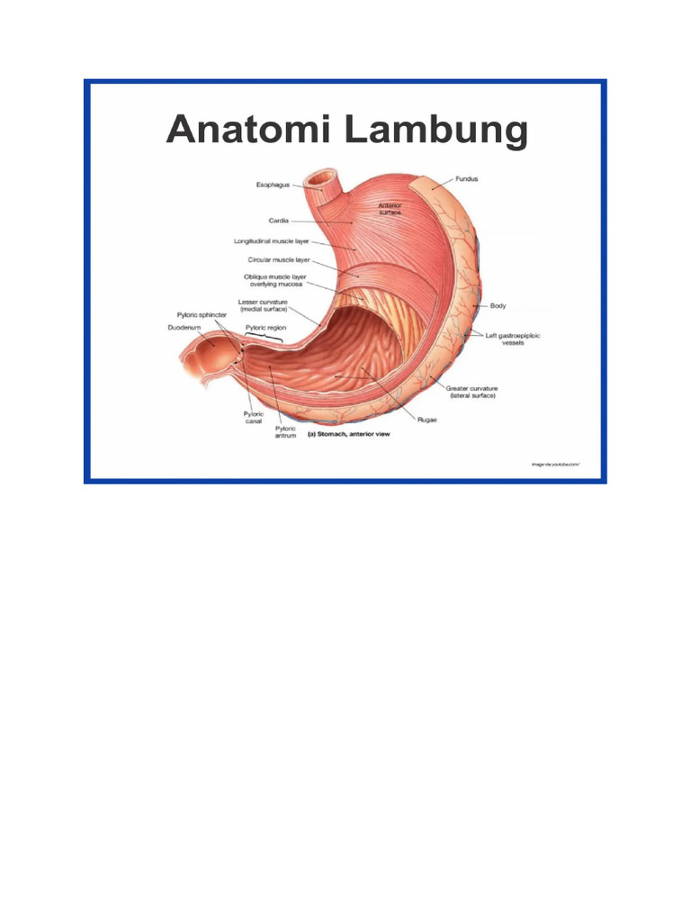 Lambung manusia,anatomi lambung, anatomi gaster | PDF