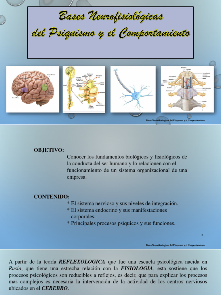 04bases Neurofisiologicas Del Psiquismo y El Comportamiento | PDF ...