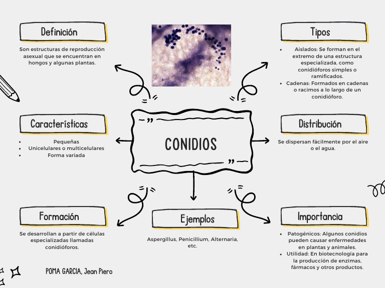 Mapa Conceptual Sobre Conidios | PDF