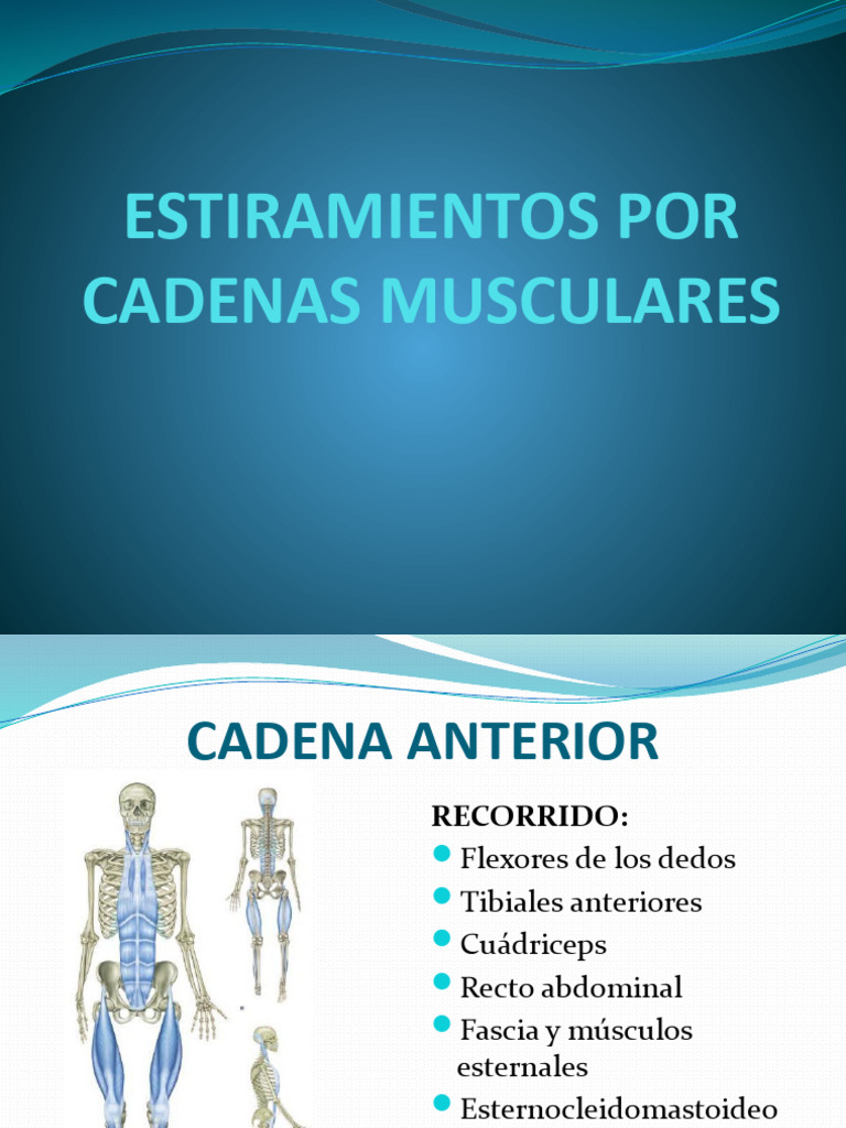 Cadenas Musculares | PDF | La columna vertebral | Sistema ...
