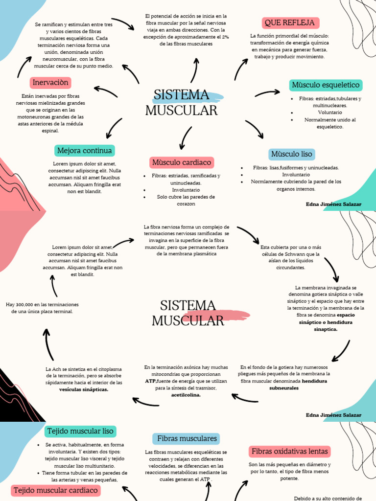 Mapa Mental Fisiologia 4 | PDF | Músculo | Respiración