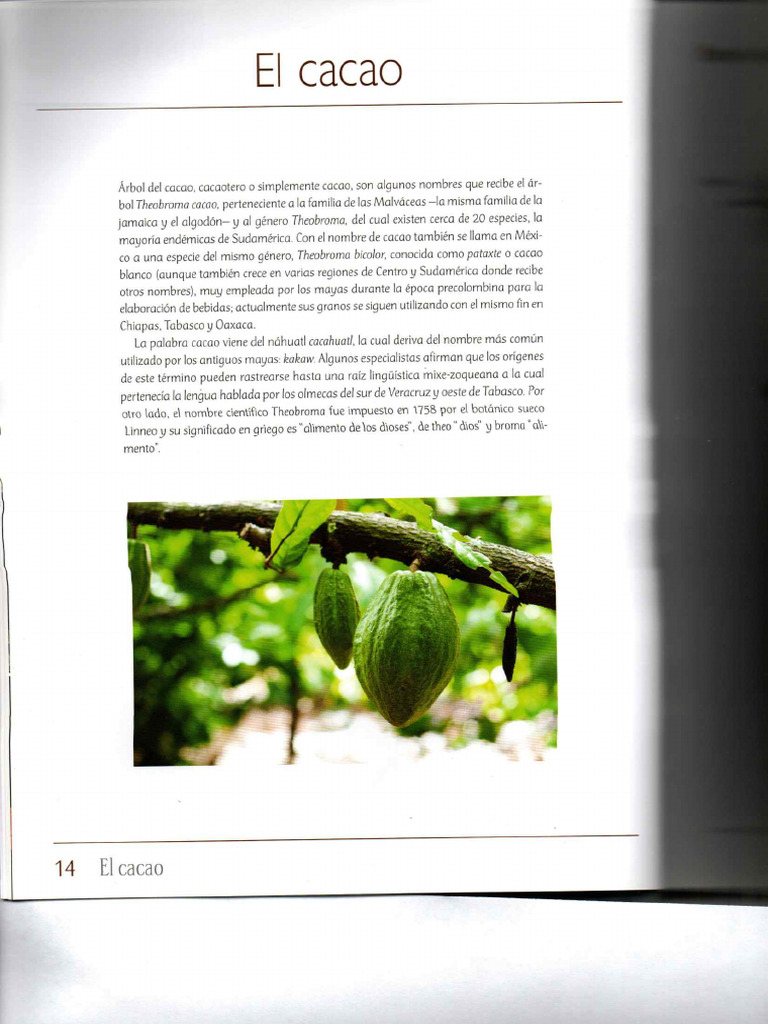 Historia Del Chocolate | PDF