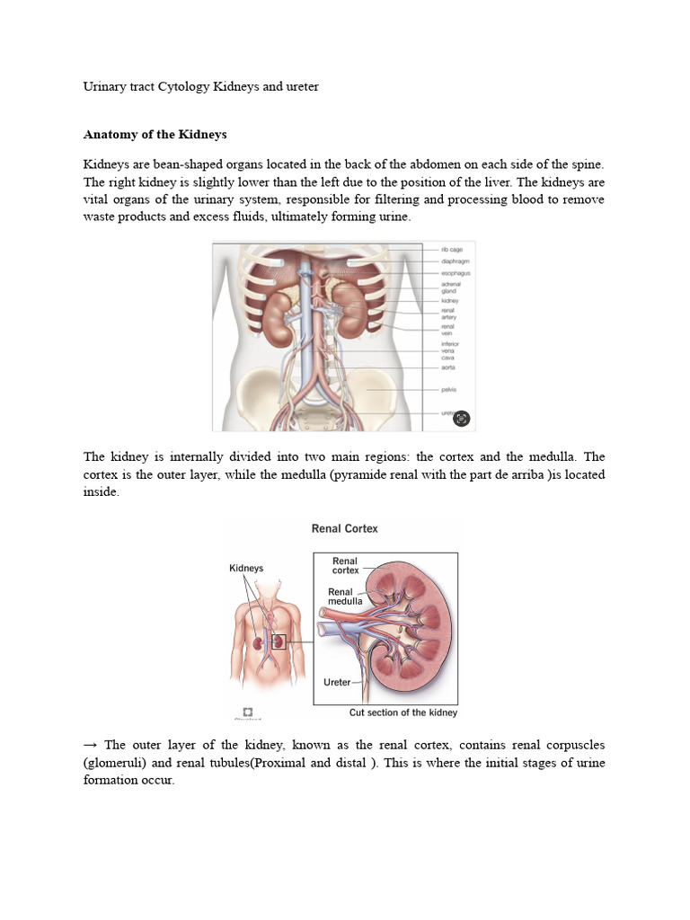 Urinary Tract Cytology Kidneys and Ureter | PDF | Kidney | Clinical ...