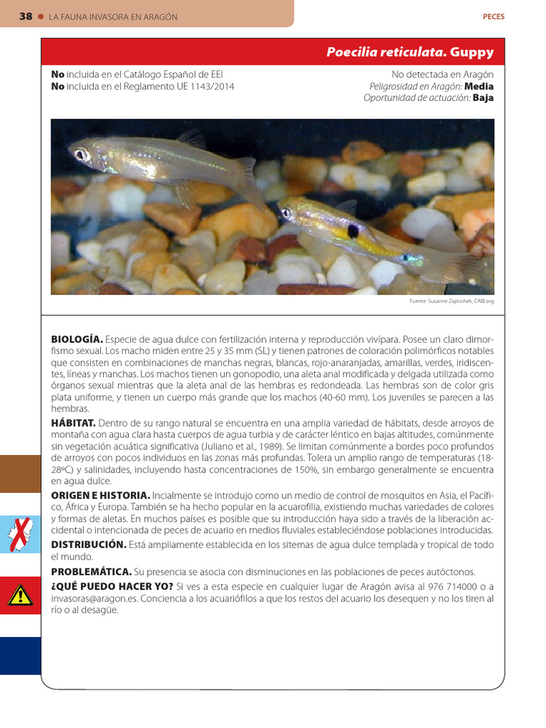 poecilia_reticulata | PDF | Zoología