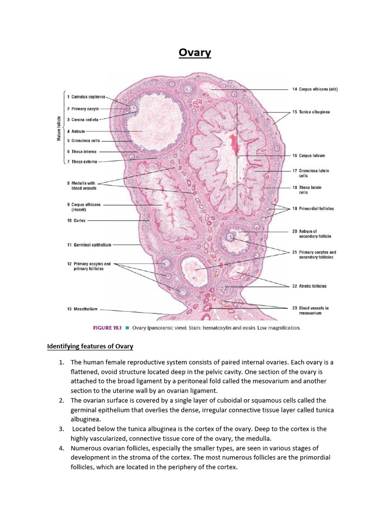 Female Repro Histology Slides | PDF | Ovary | Menstrual Cycle