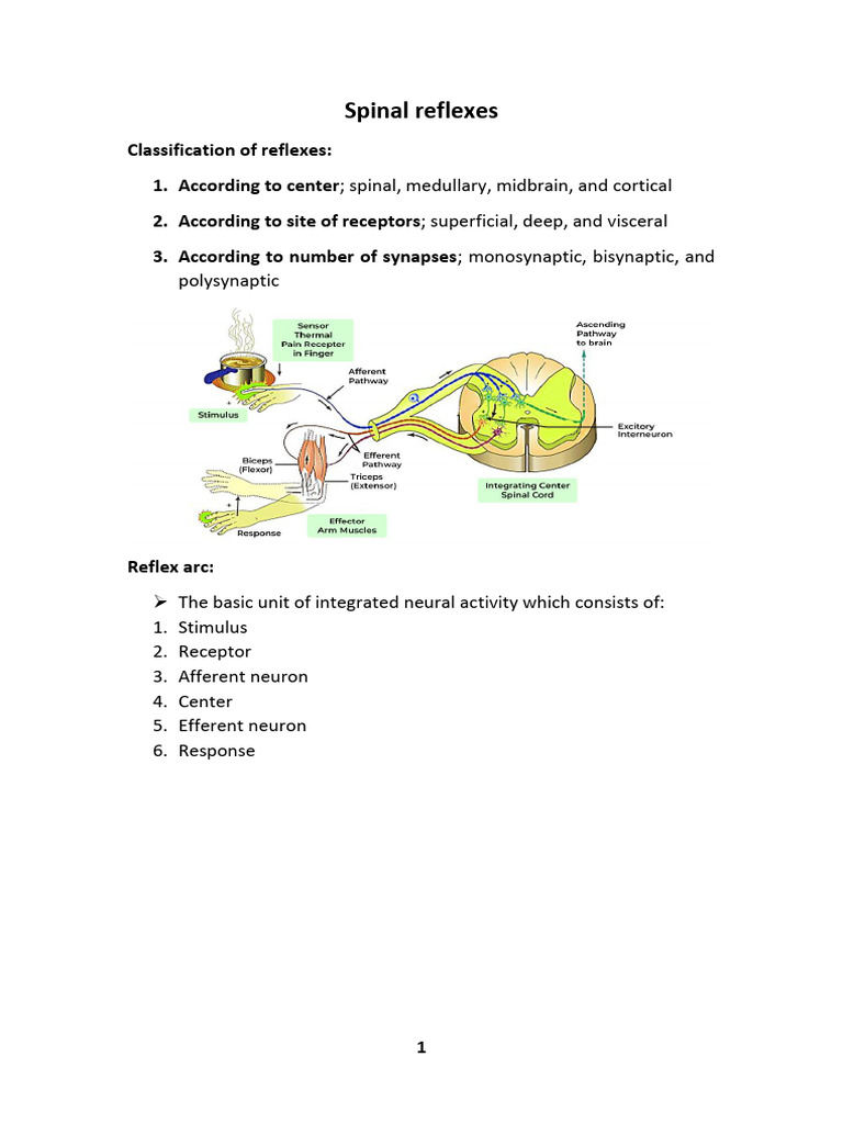 Lecture - 6 - Spinal Reflexes - Source Material | PDF | Motor Neuron | Axon