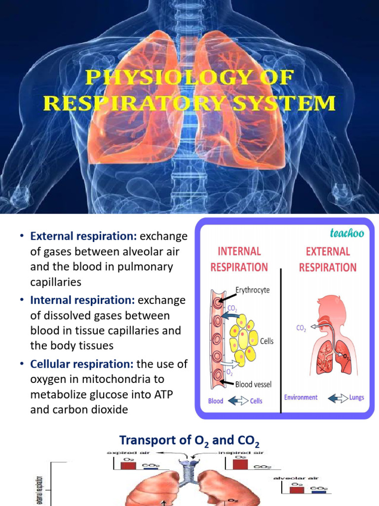 Lecture - 6 - Airflow Breathing Mechanism - Lecture | PDF | Respiratory ...