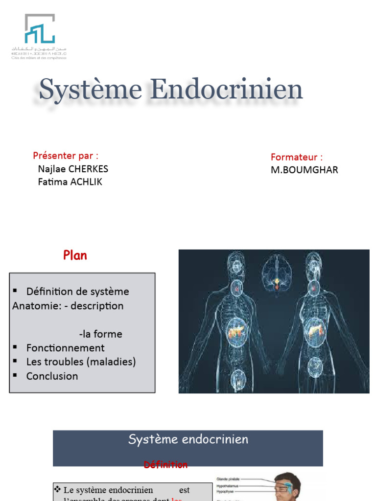 Définition du Système Endocrinien | PDF | Hypophyse | Pancréas