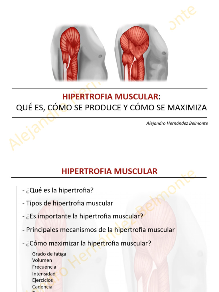 Qué es la hipertrofia muscular | PDF | Hipertrofia muscular | Músculo