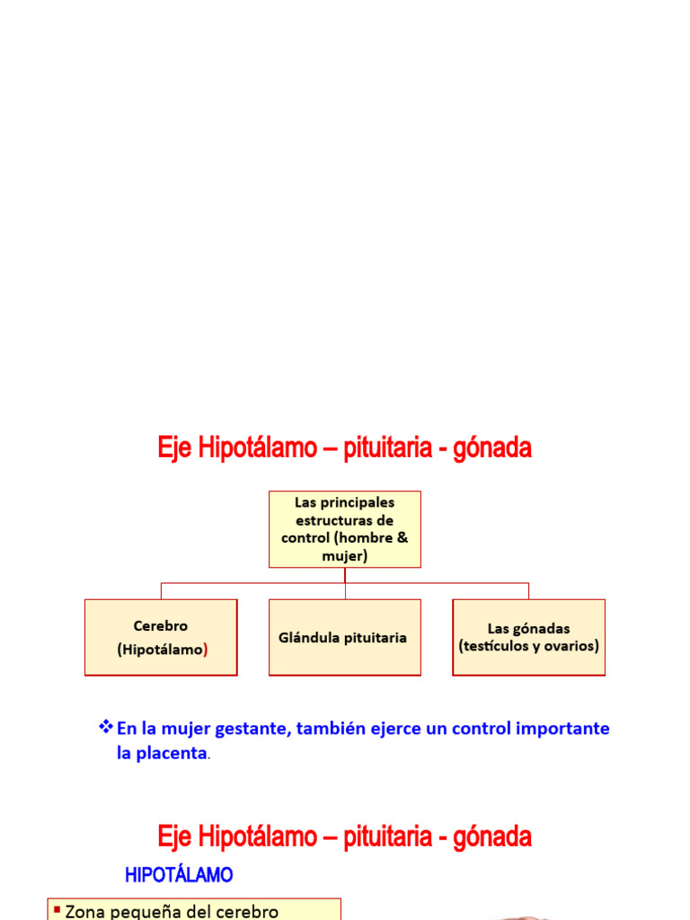 Eje Hipotálamo Hipófisis Gonada | PDF | Hormona luteinizante | Ciclo ...