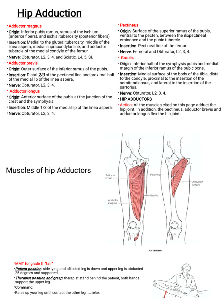 Lect. 4 (Test 2) - 2023 | PDF | Human Leg | Pelvis