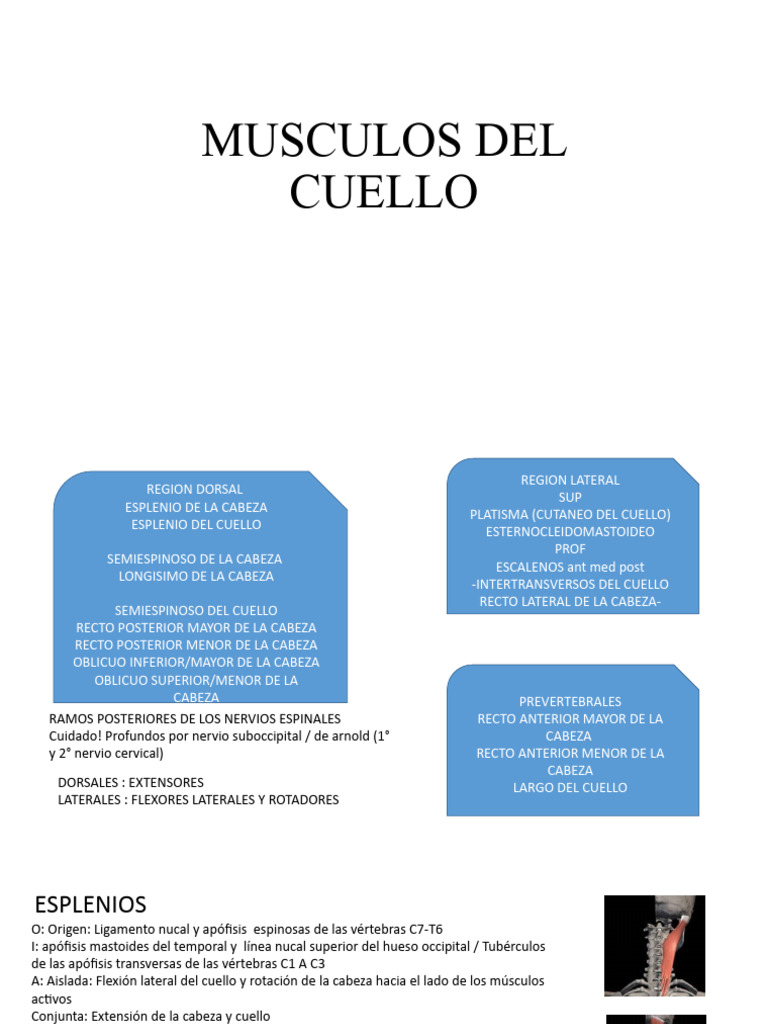 Músculos del Cuello: Anatomía y Función | PDF | Anatomía | Sistema ...