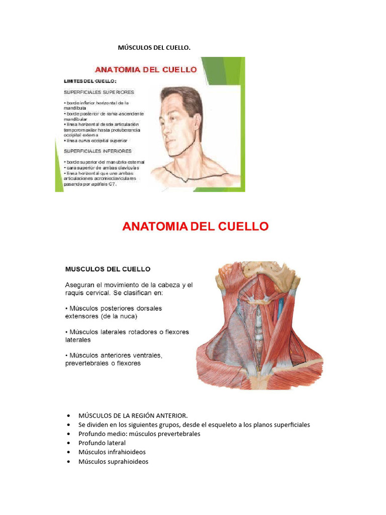 Anatomía de los Músculos del Cuello | PDF | La columna vertebral ...