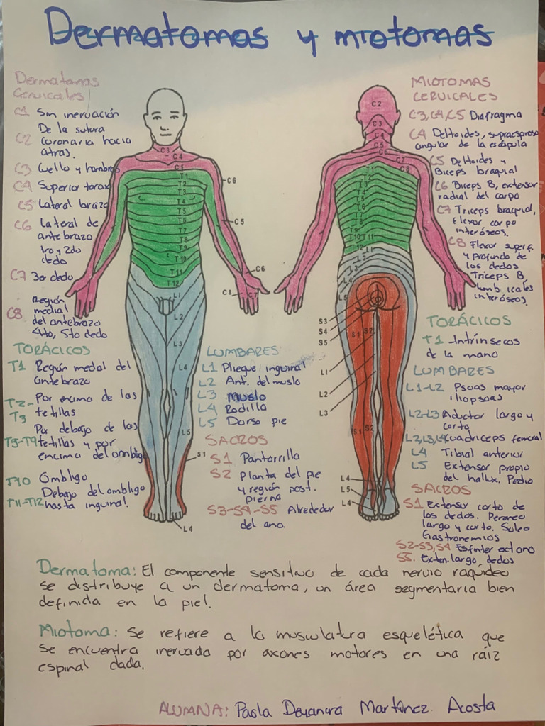 Miotomas y Dermatomss | PDF