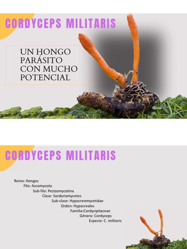 Cultivo de Cordyceps-Javier - Merino | PDF