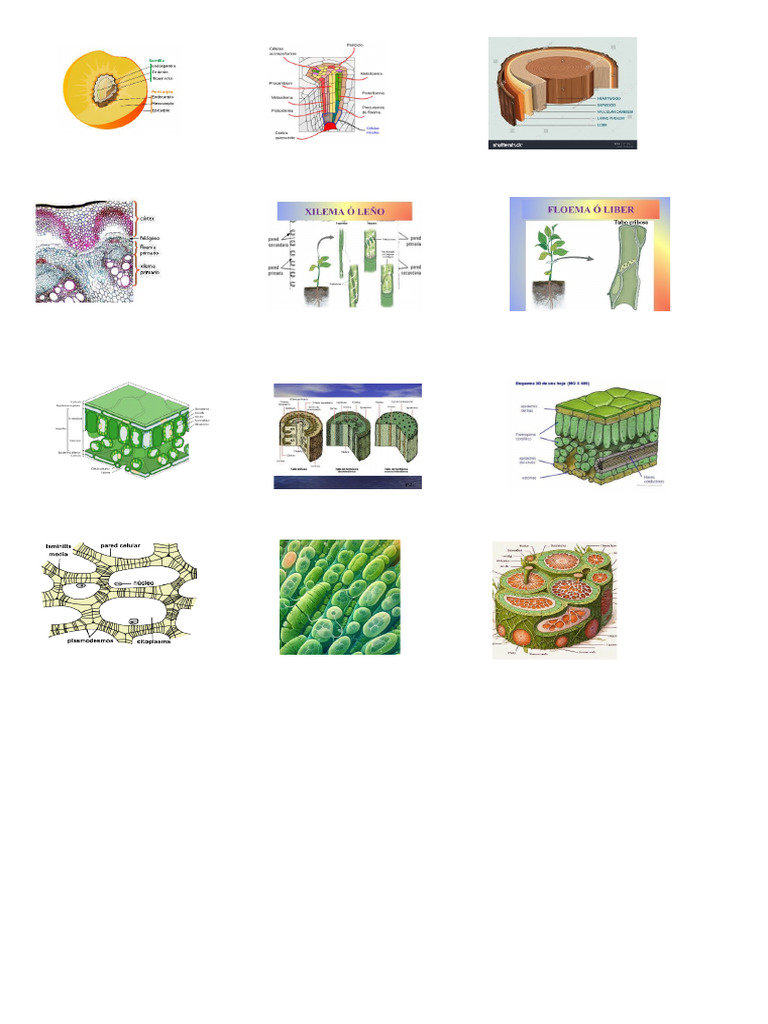 Biologia | PDF