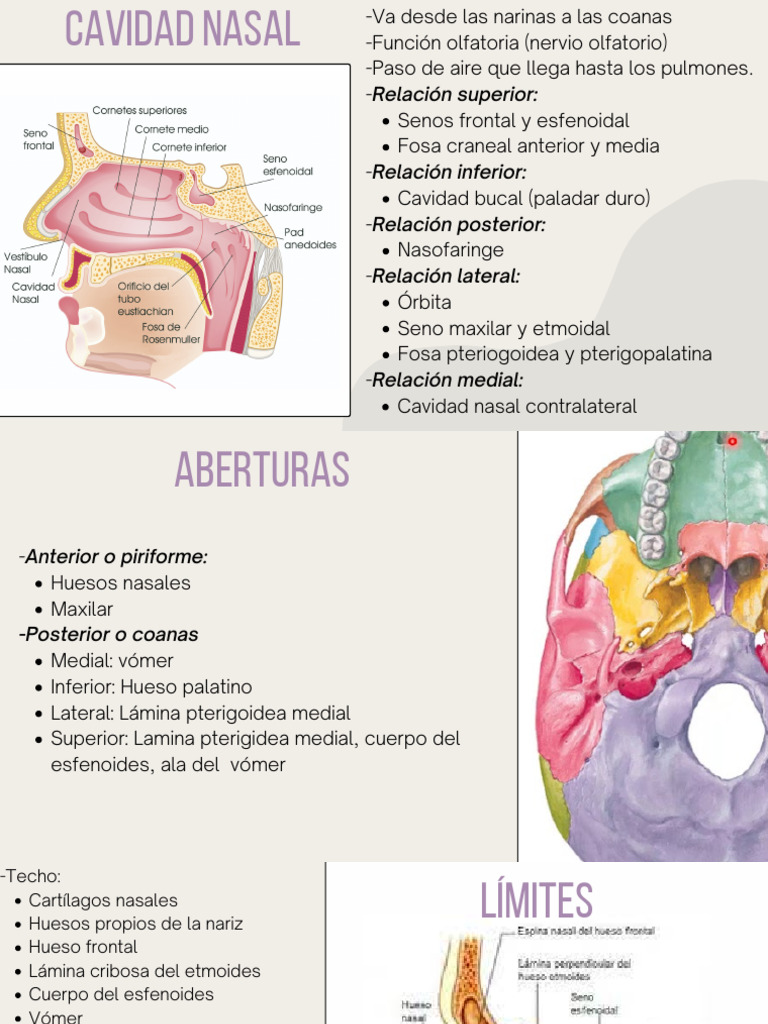 Anatomía de la Cavidad Nasal y Senos Paranasales | PDF | Anatomía ...
