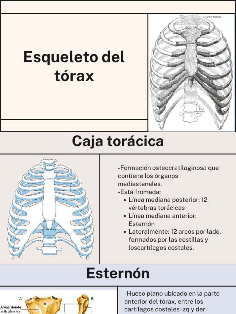 Esqueleto Del Tórax | PDF | Tórax | Sistema esquelético