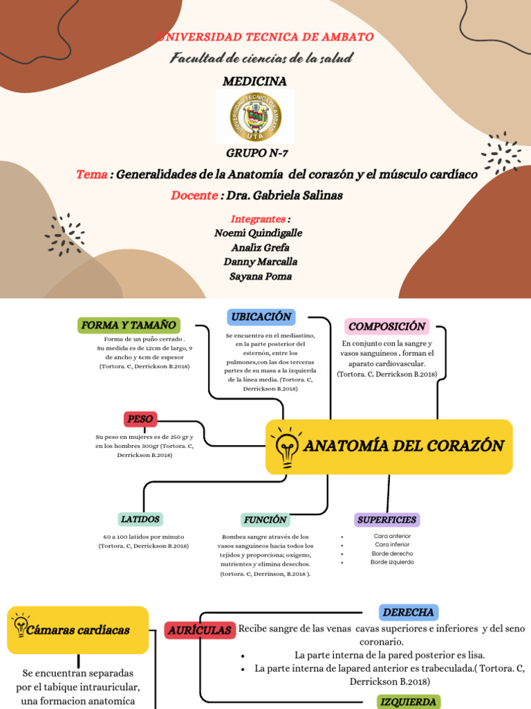 Anatomia Del Corazon | PDF | Corazón | Ventrículo (corazón)