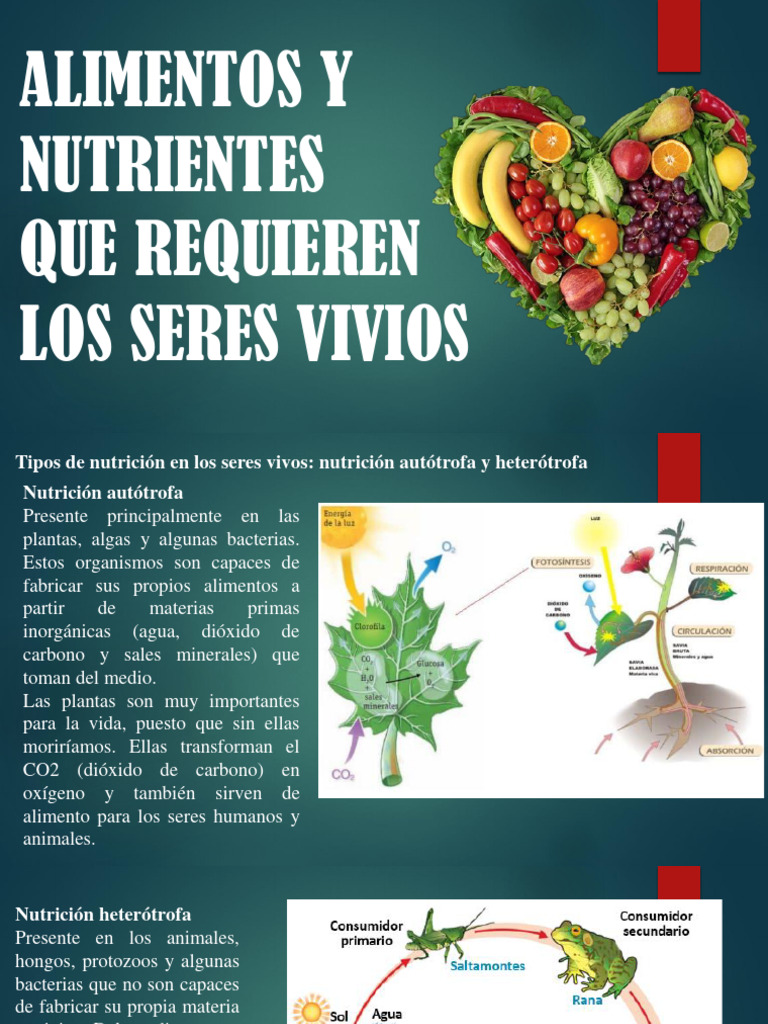 Nutrientes y nutrición en seres vivos | PDF | Digestión | Excreción