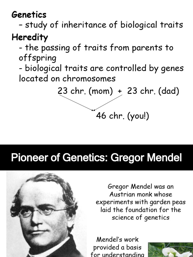 Understanding Inheritance - 5.1 | PDF | Dominance (Genetics) | Genotype