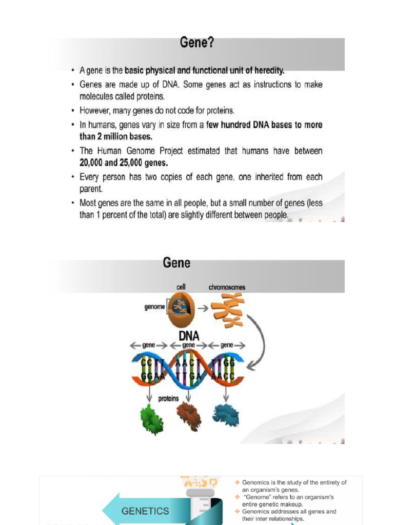 Gene Basics 24 .F | PDF