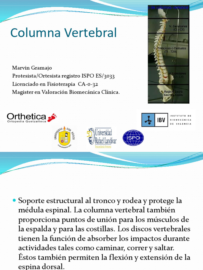 Columna Clase | PDF | Vértebra | La columna vertebral