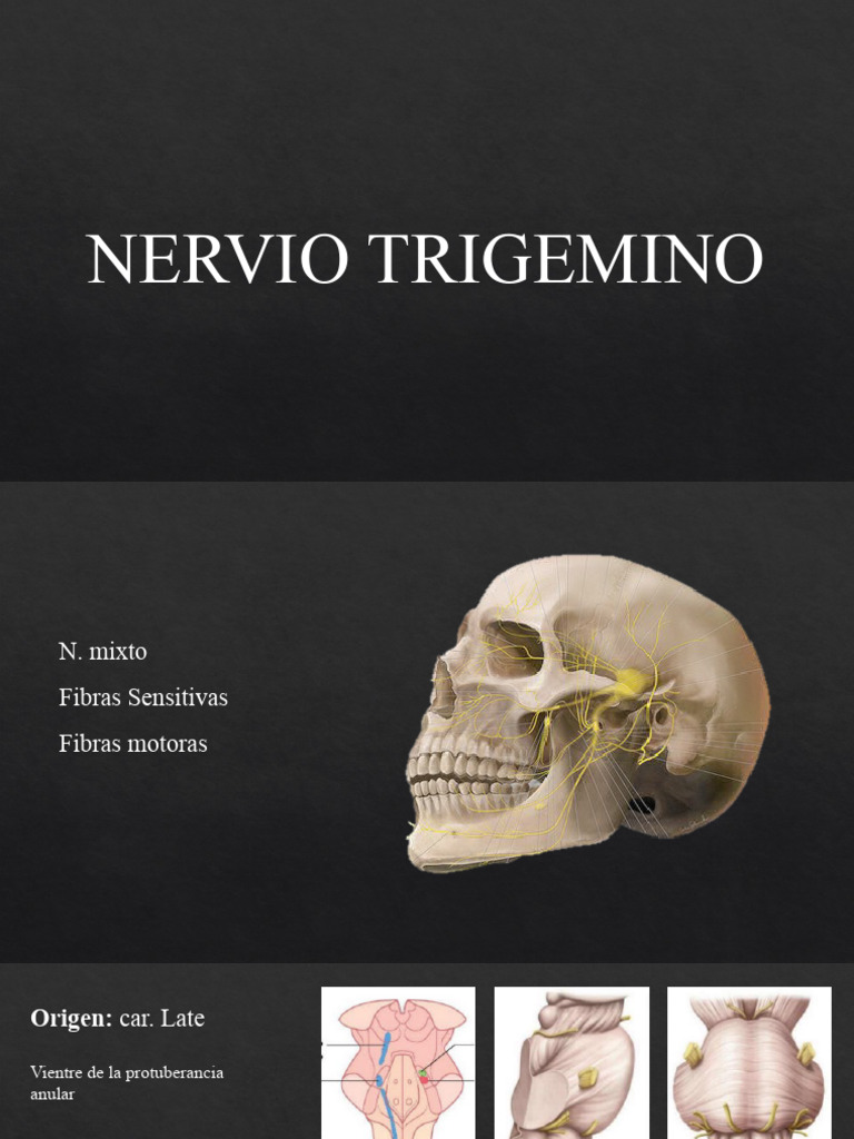 Anatomía y Funciones del Nervio Trigémino y Facial | PDF | Anatomía ...