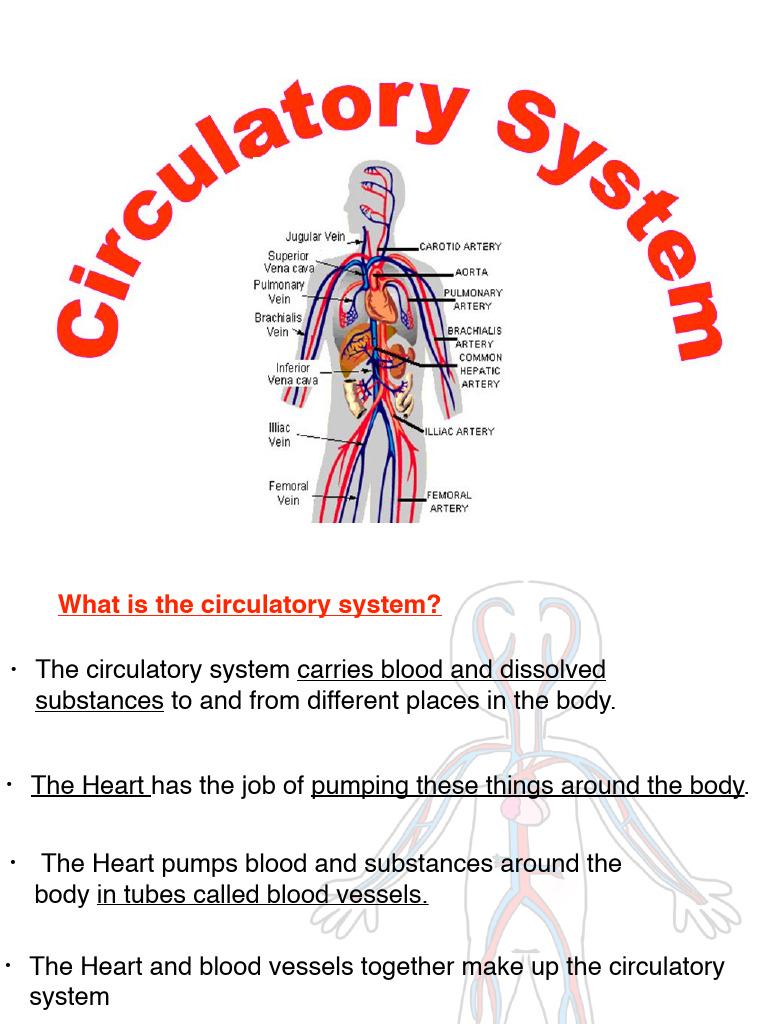 Circulatory System PPT Updated | PDF | Heart | Blood