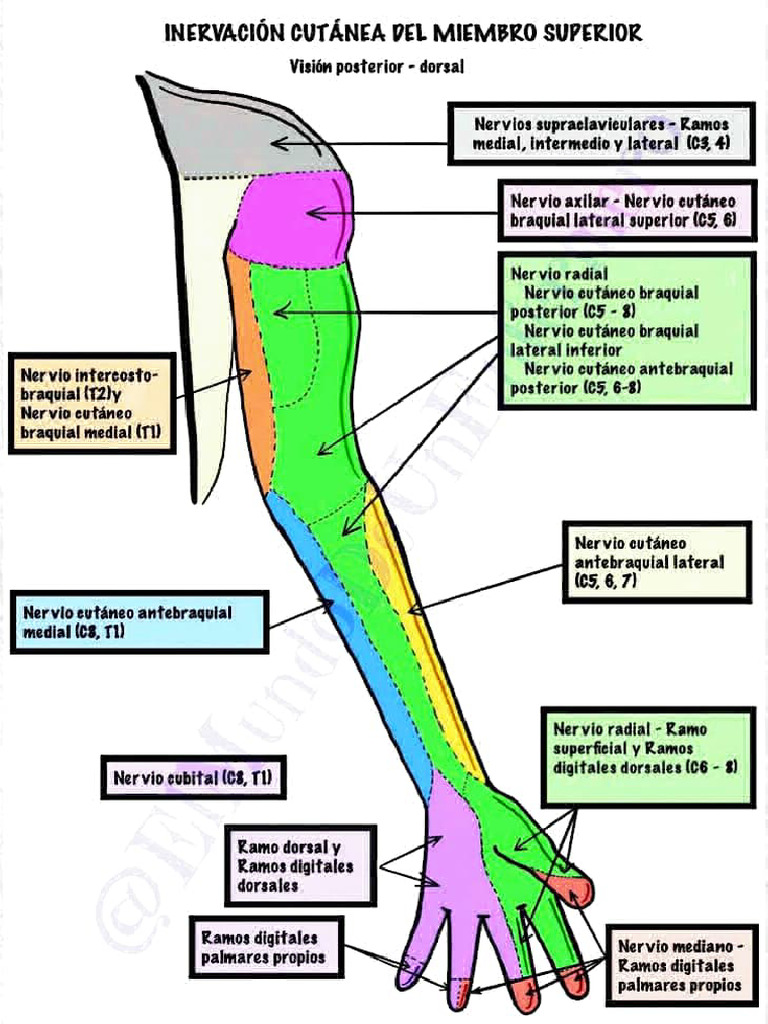 Dermatoma | PDF | Extremidades (anatomía) | Anatomía humana