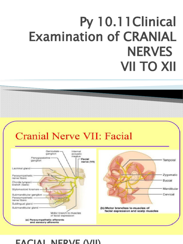 7 to 12 Cranial Nerve Examination | PDF | Human Anatomy | Nervous System
