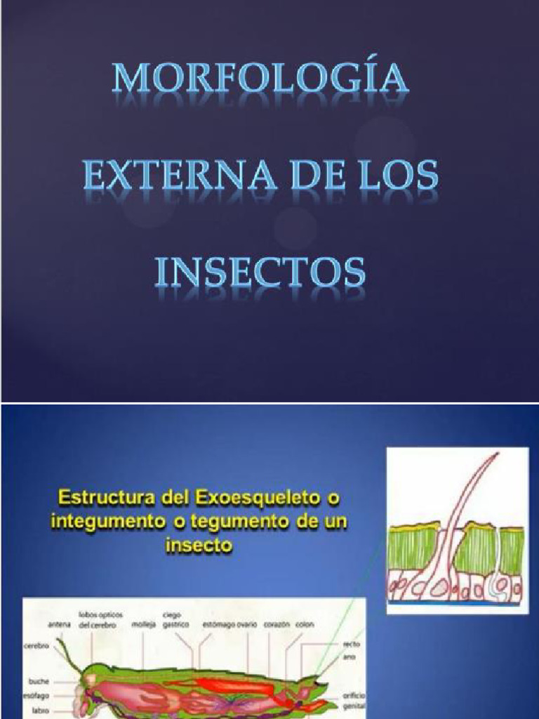 Tema 4. MORFO EXTERNA | PDF