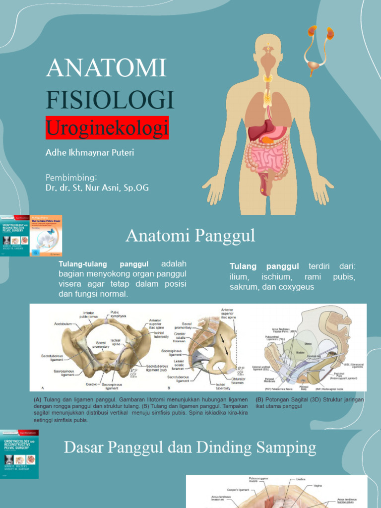 Anatomi Fisiologi Uro Adhe | PDF