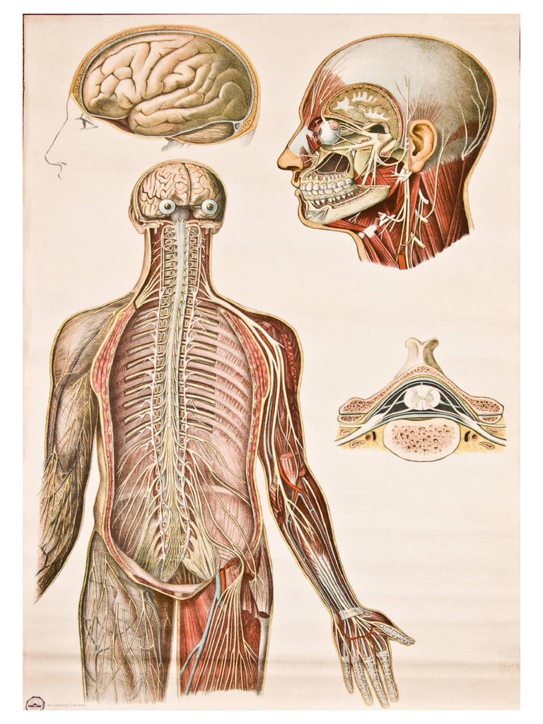 Anatomia 1 | PDF