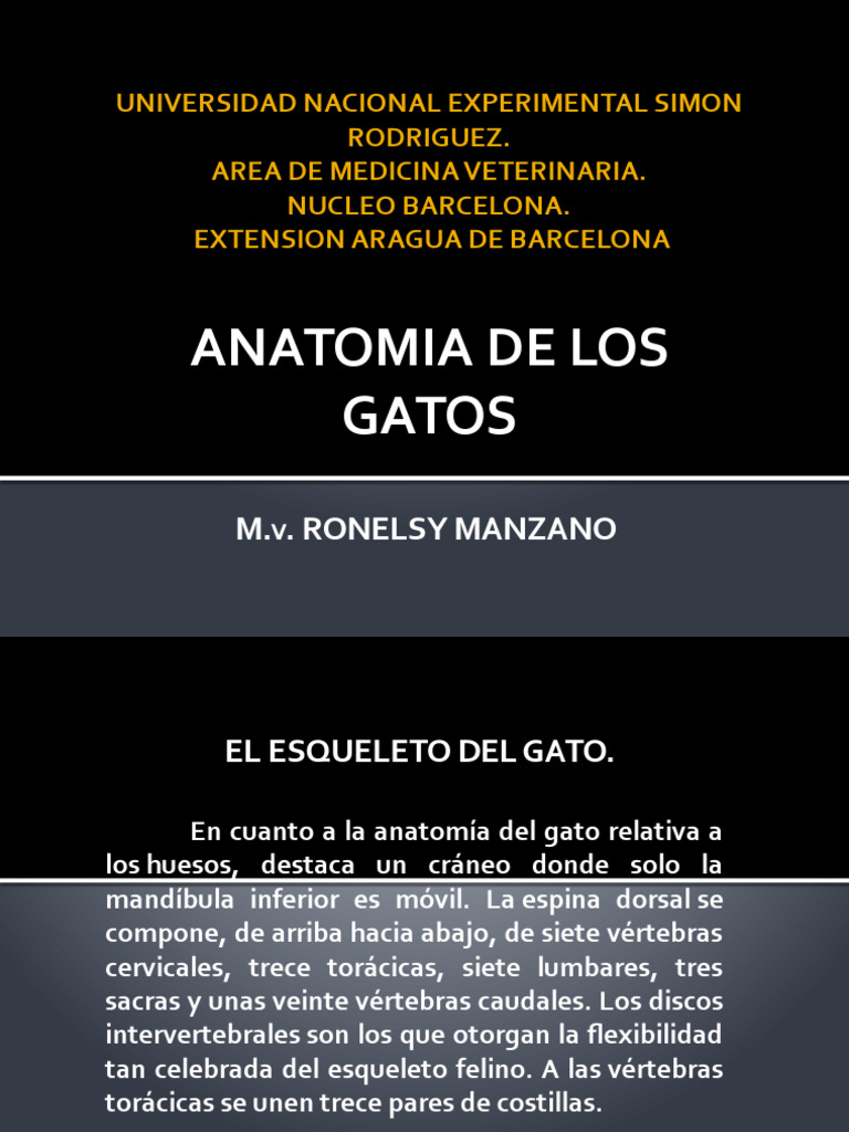 Anatomia Del Gato | Descargar gratis PDF | Músculo | Esqueleto