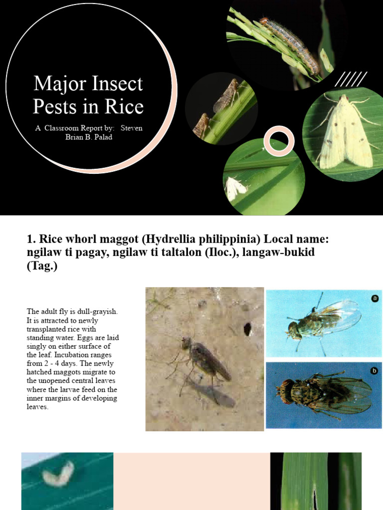 Major Insect Pests-By Steven Brian G10-Kathmandu | PDF | Insects ...