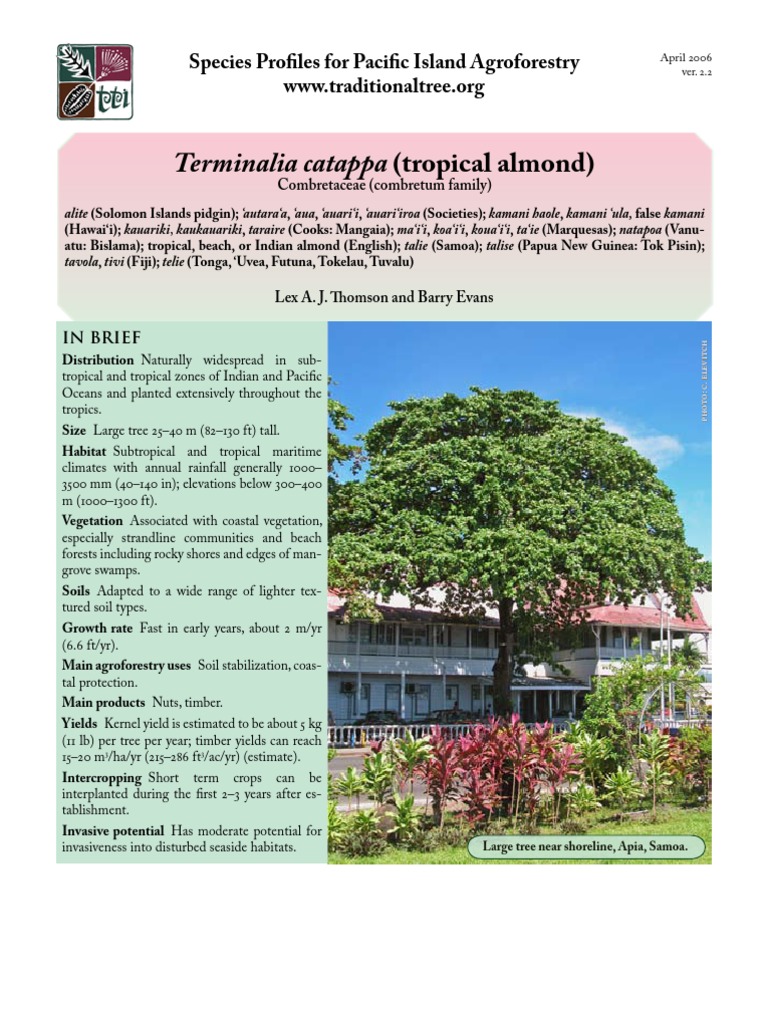 Almond 1 | PDF | Trees | Seed