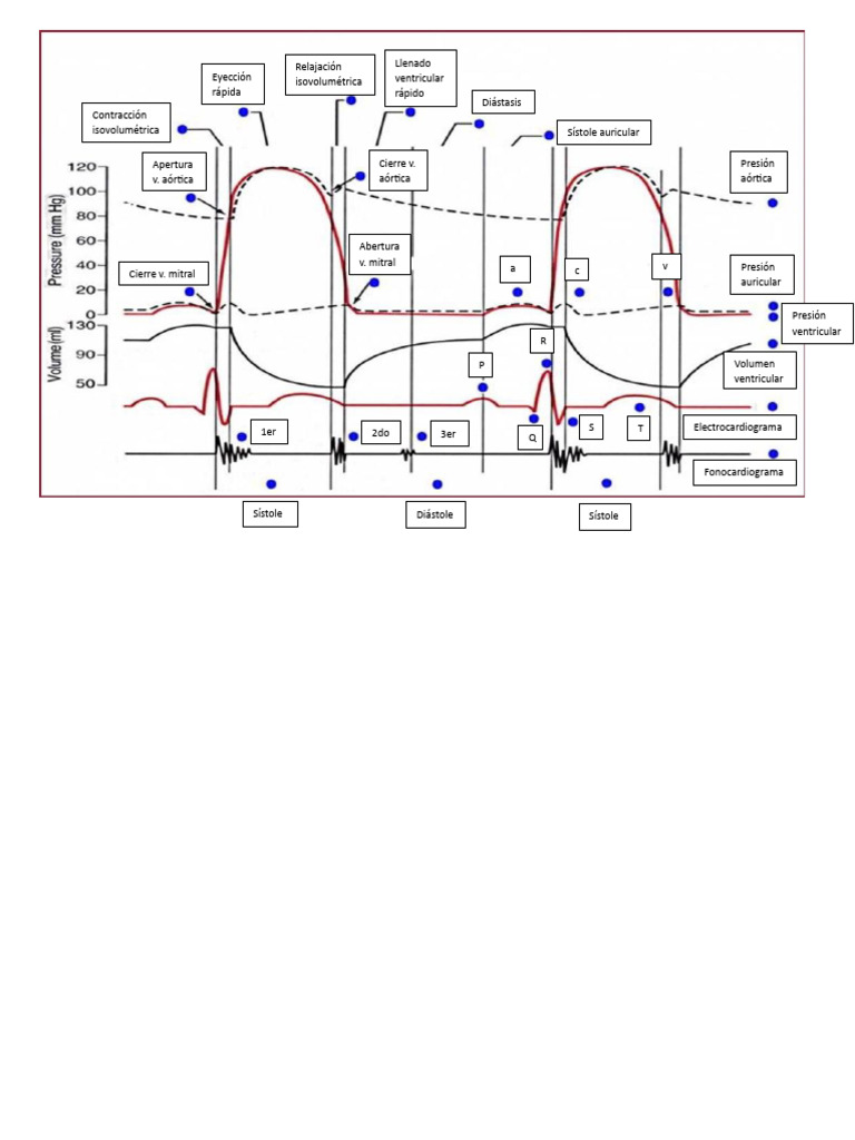 Esquema de Wiggers | PDF | Medicina Interna | Fisiología