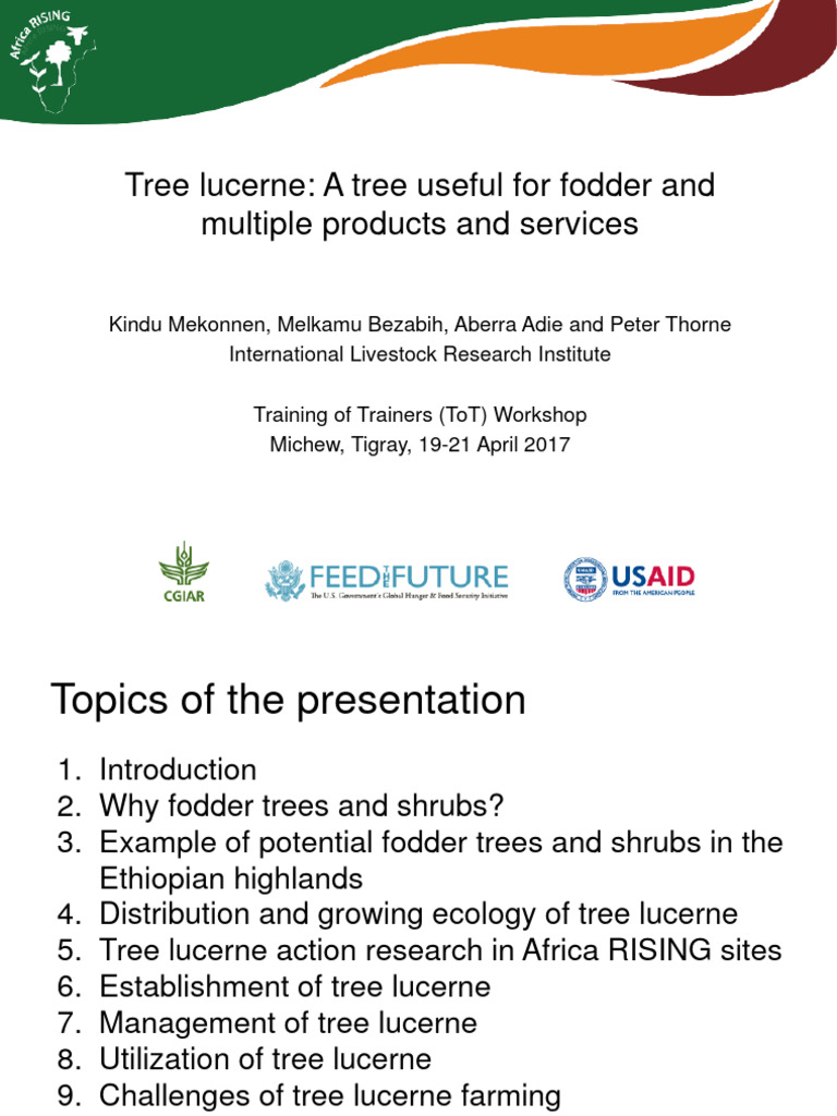 Tree Lucerne | PDF | Alfalfa | Fodder