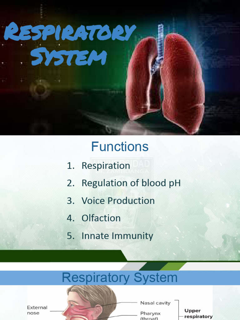 Respiratory-System PPTR | PDF | Respiratory System | Breathing