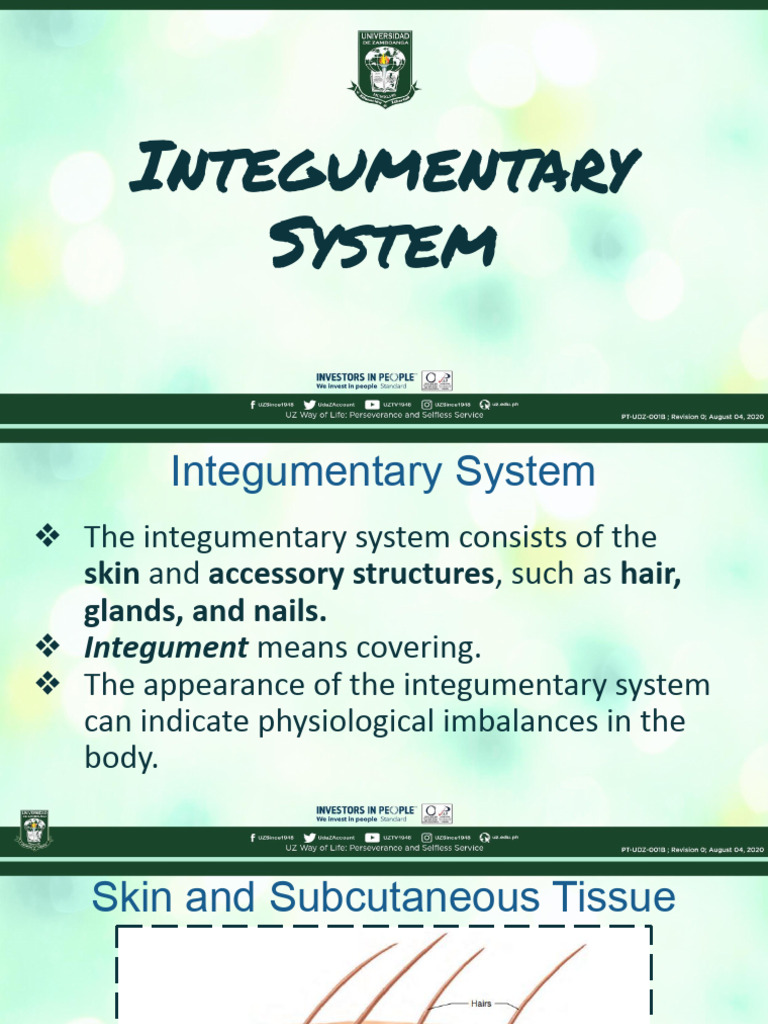 Integumentary System | PDF | Integumentary System | Skin